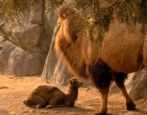 newborn camel