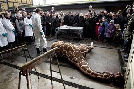 Thousands of zoo animals killed in Europe yearly | wusa9.com