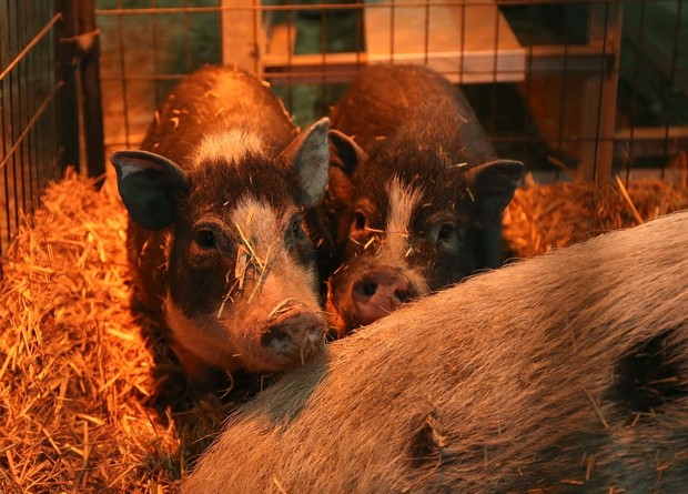 More than 300 animals found in hoarding case | wusa9.com