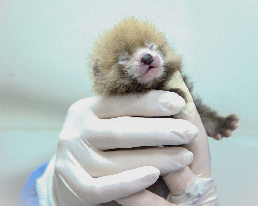 Rusty the Red Panda is a father of 3 | wusa9.com
