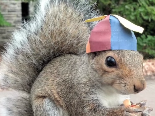 Penn State student gains rep as squirrel whisperer | wusa9.com