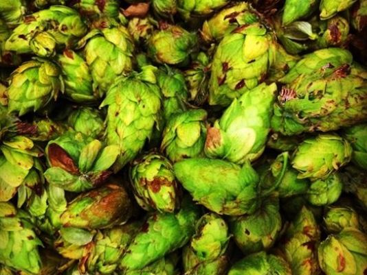 Virginia turning to hops as potential cash crop | wusa9.com