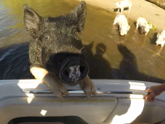 Pigs take over small island, swim around for food | wusa9.com