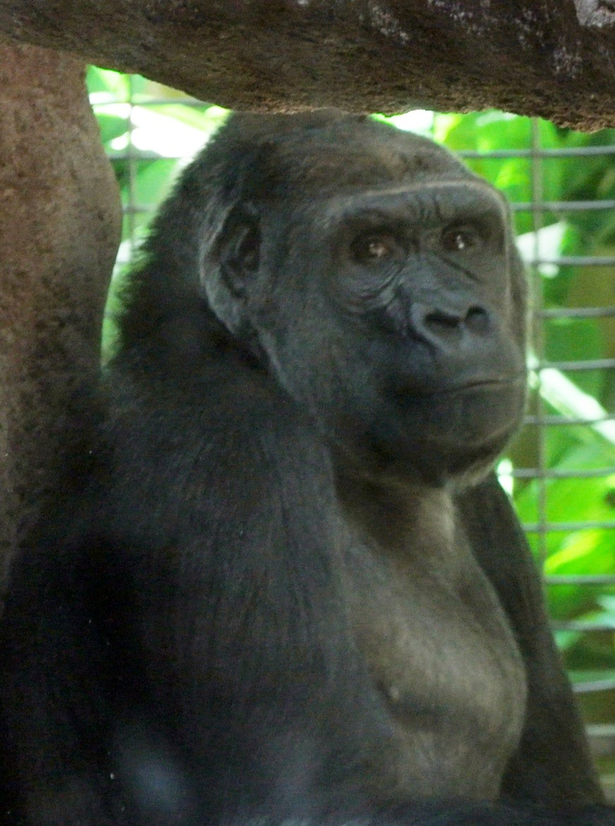 National Zoo welcomes western lowland gorilla Calaya | wusa9.com