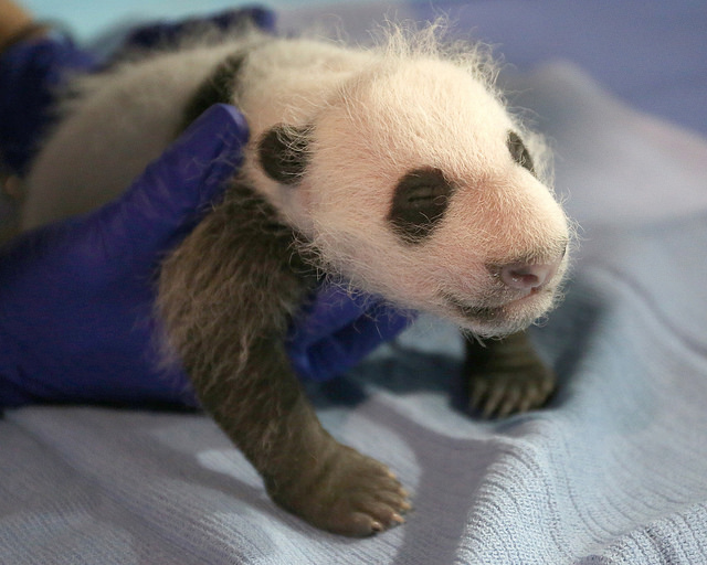 Month old panda cub now 2.95 pounds | wusa9.com