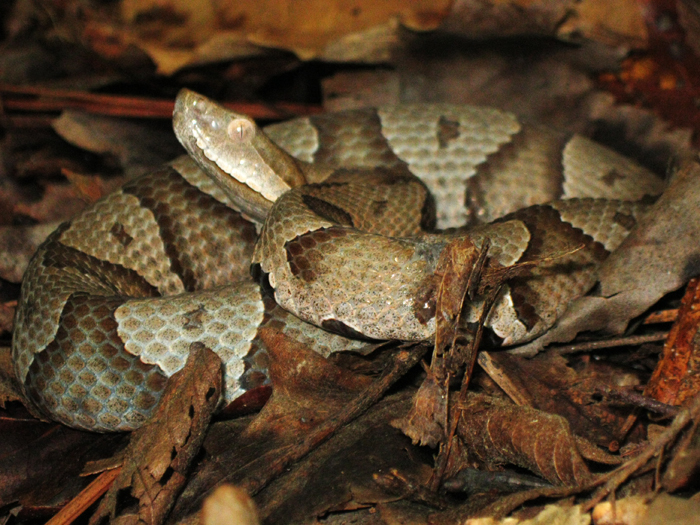 It's birthing time for DC area venomous snake | wusa9.com