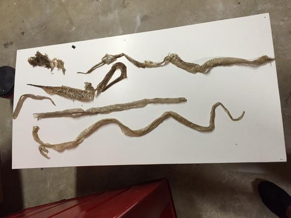 Annapolis couple sues for $2M over snake infested home | wusa9.com