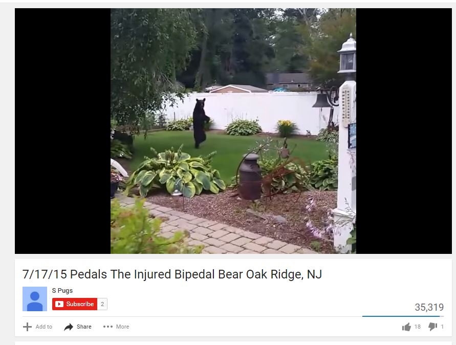 Officials: Bipedal bear spotted walking like a human, appears to be ...