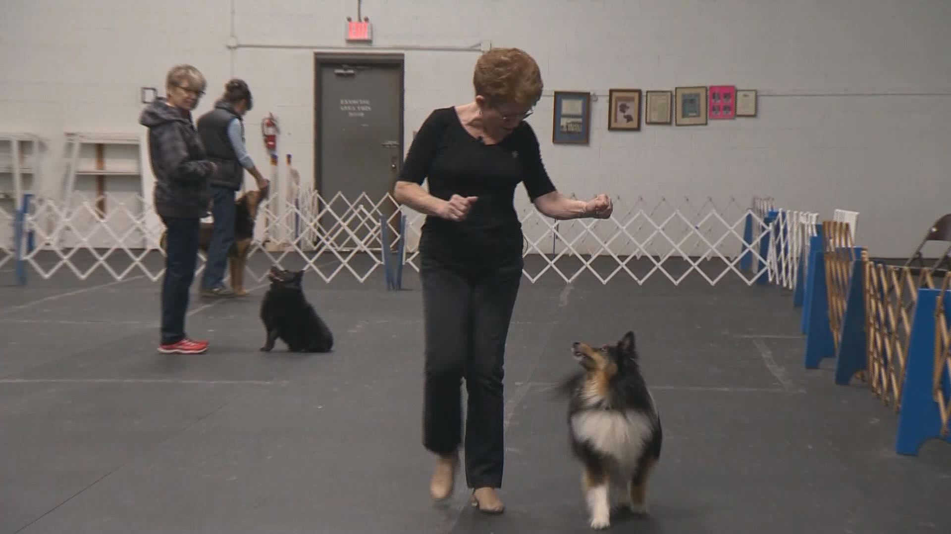 Did you know dogs can freestyle? | wusa9.com