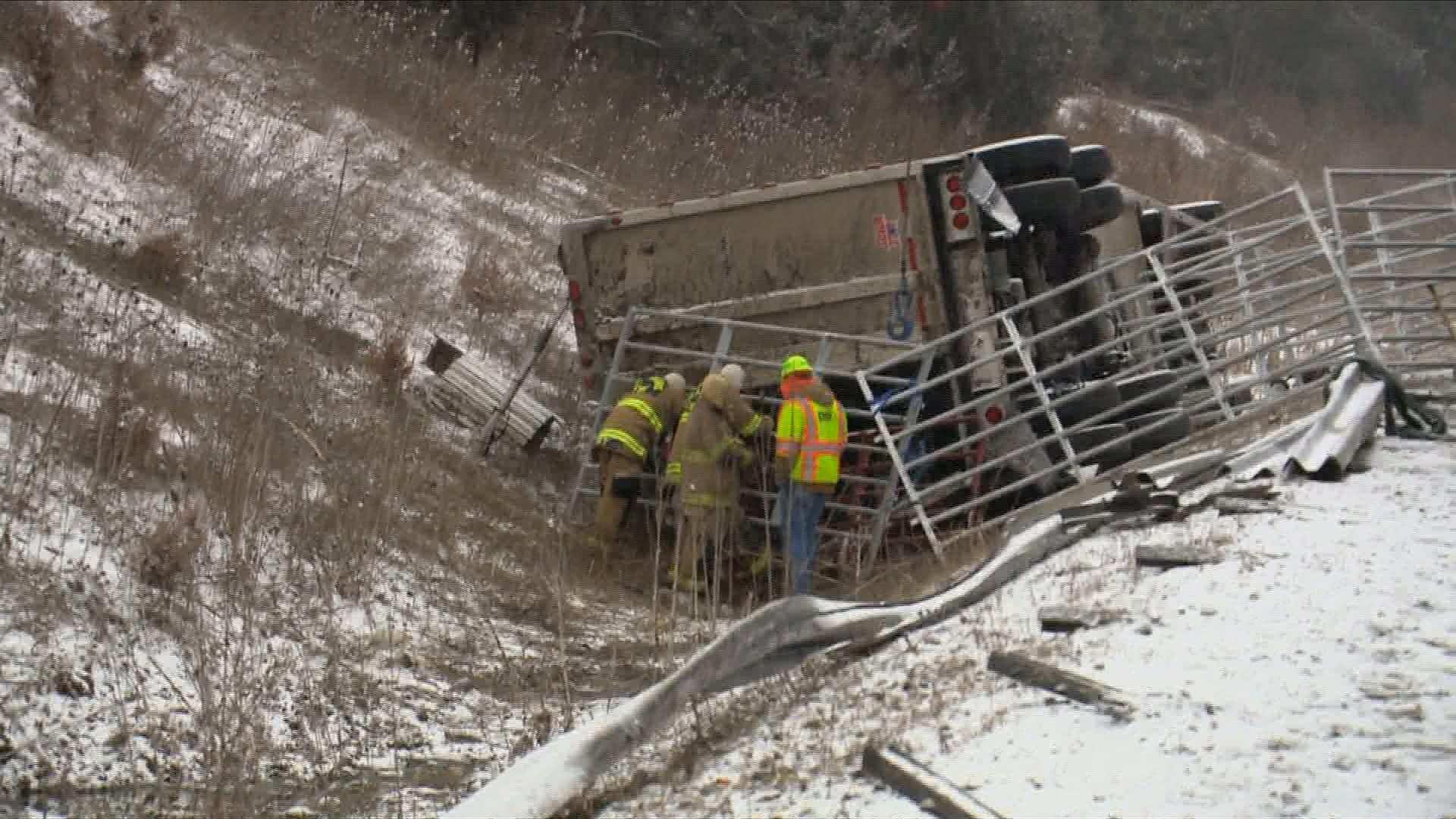 Cattle on the loose on I-81 after truck overturns | wusa9.com