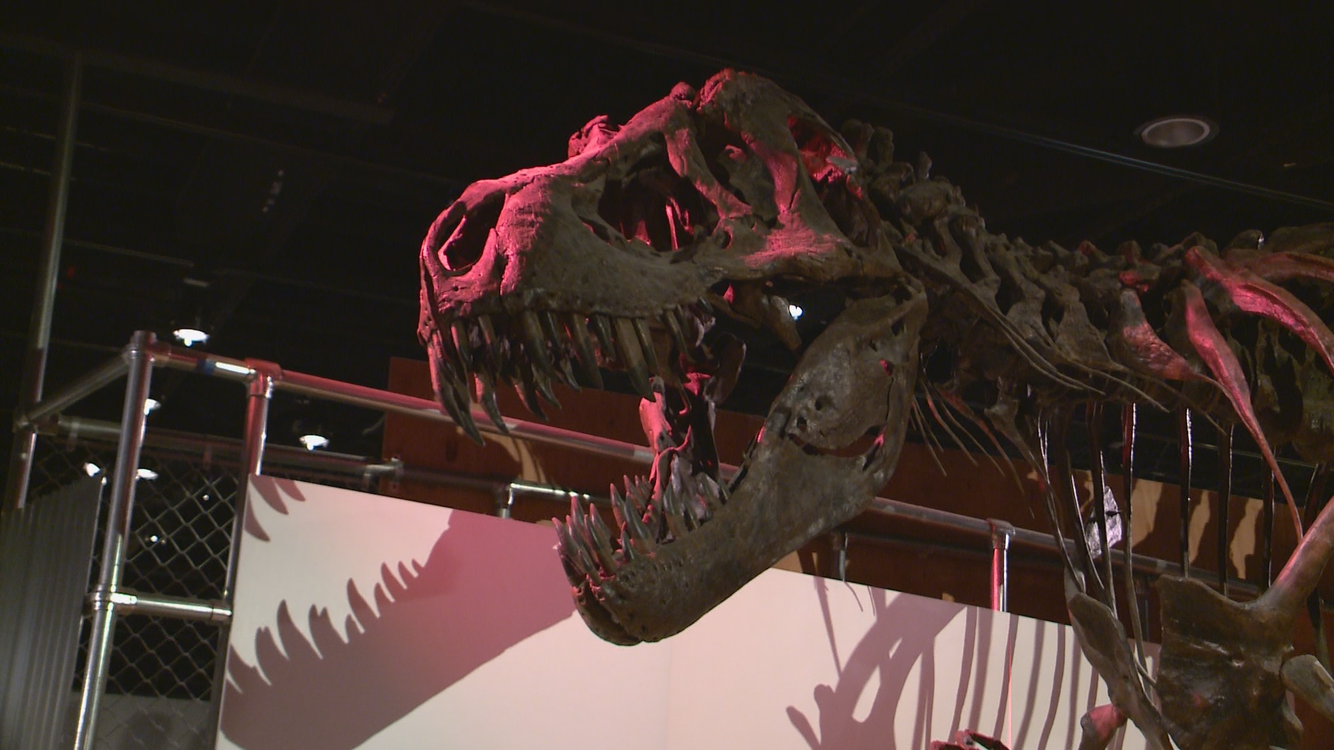 T-Rex family tree shows humble creatures | wusa9.com