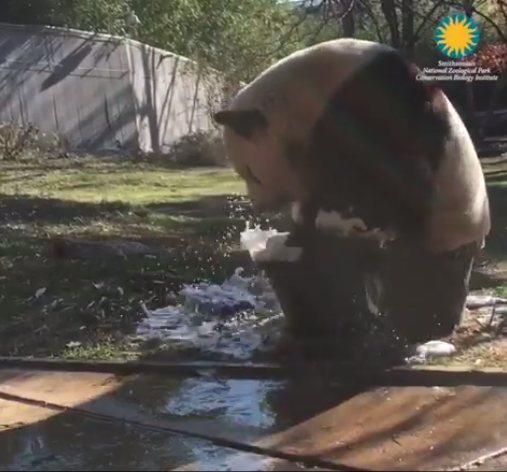 Rub-a-dub-dub giant panda in a tub at the National Zoo | wbir.com