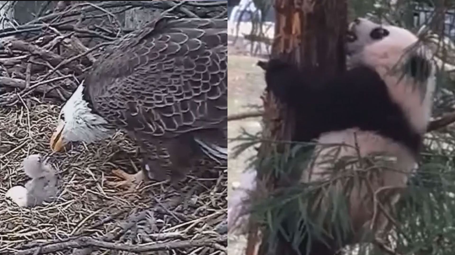 Pandas and eaglets competing for animal spotlight in DC | wusa9.com