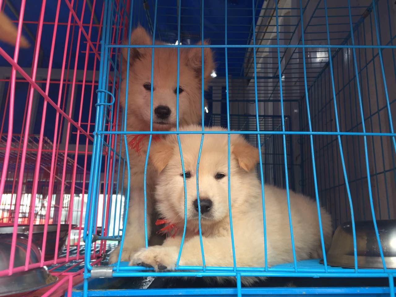 Two puppies rescued in China arrive in DC | wusa9.com