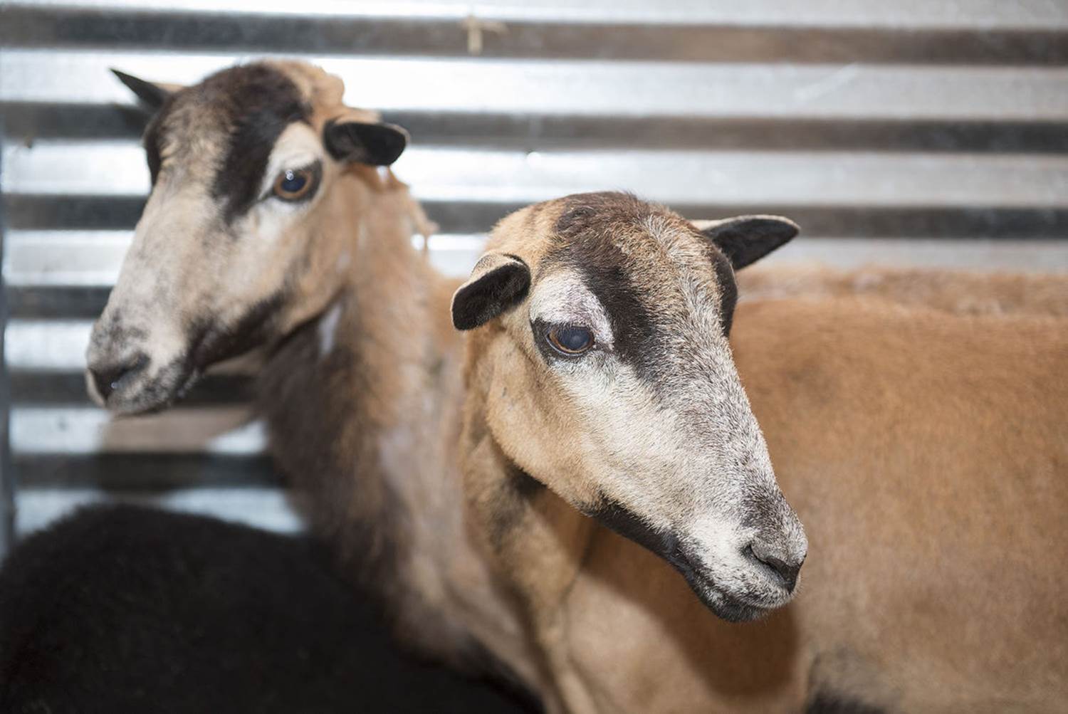 3 sheep send police on wild sheep chase | wbir.com