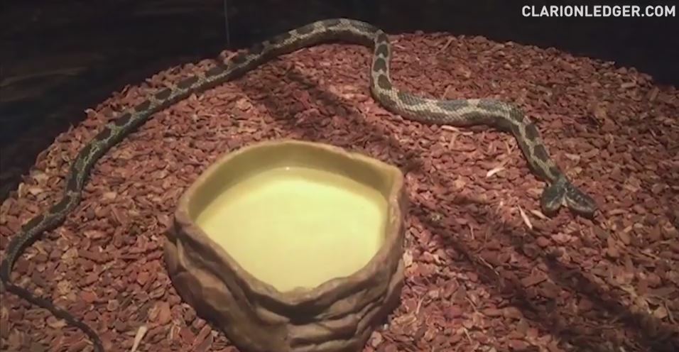 There's a TWO-headed rat snake living in Mississippi | wusa9.com