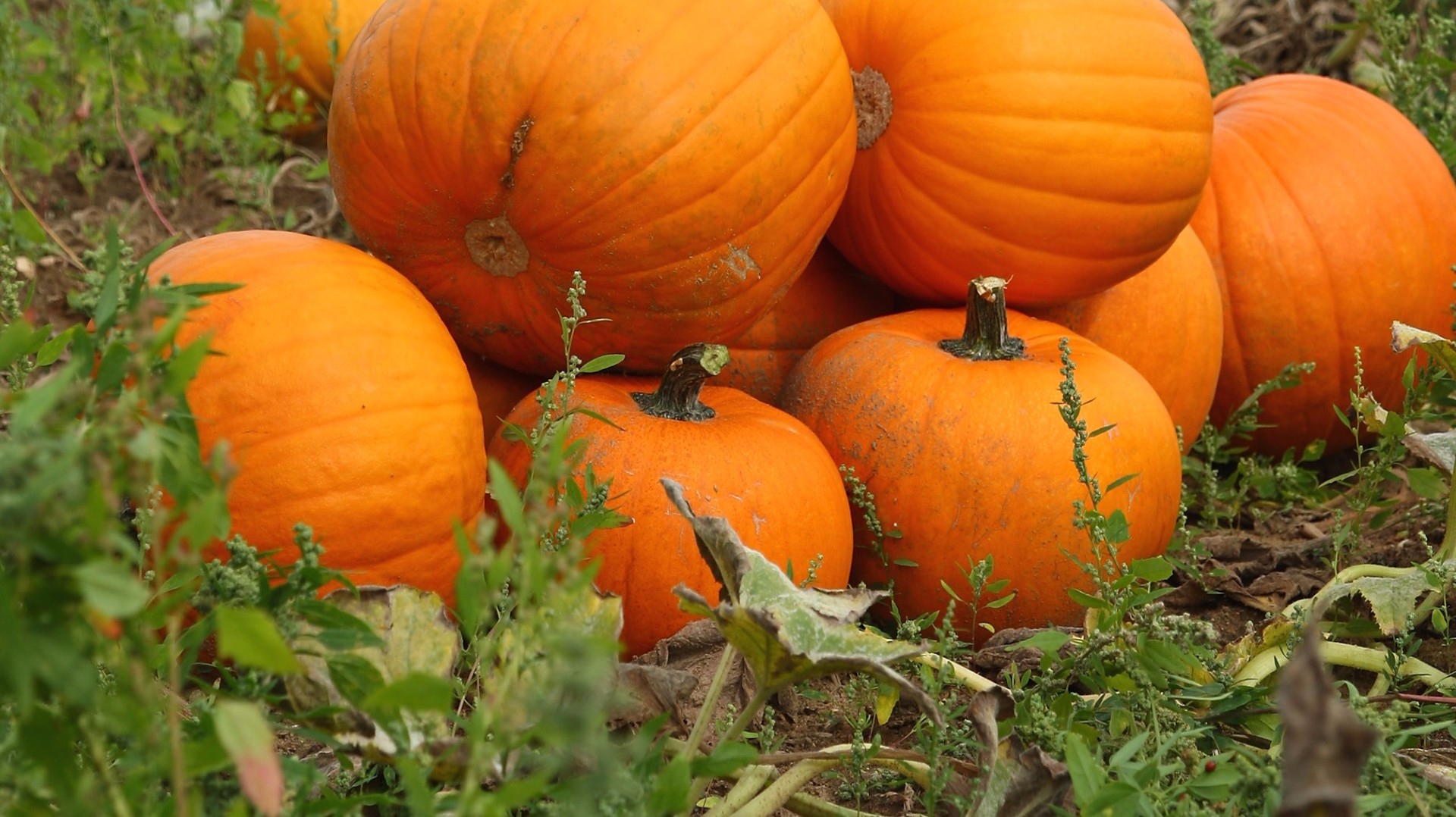 Two injured after air cannon explodes at Punkin Chunkin | wusa9.com