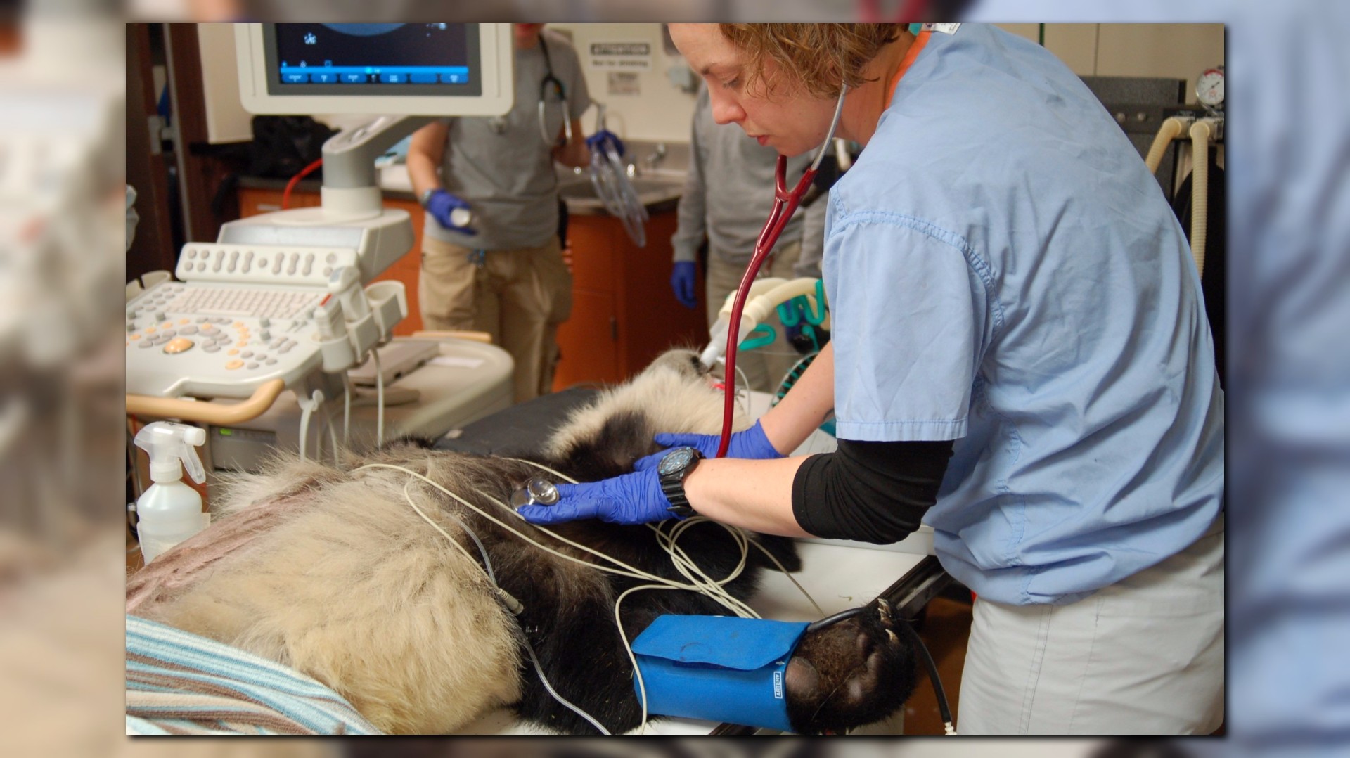 Panda cub Bei Bei recovering from 'life-saving surgery' | wusa9.com