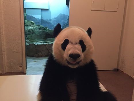 Giant panda Bei Bei continues to recover, National Zoo says | wusa9.com