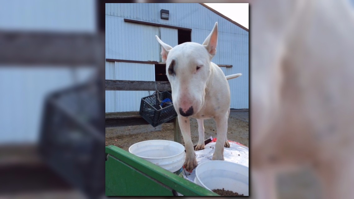 Md. family fears dog kidnapped for third time | wusa9.com