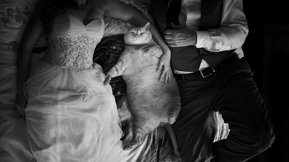 Fat cat 'Symba' stars in couple's wedding day photos | wusa9.com