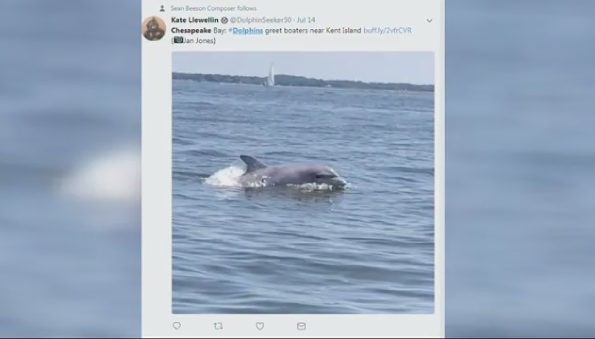 Dolphin sightings on the rise in the Chesapeake Bay | wusa9.com