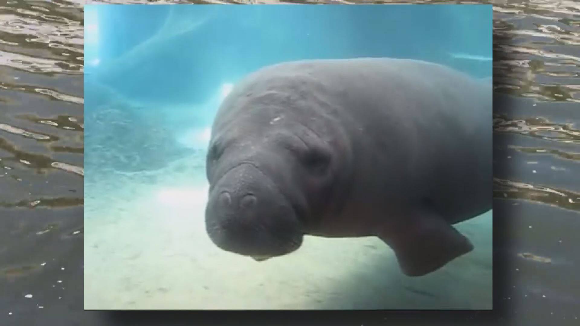 Conditions turn life threatening for wayward manatee in Chesapeake Bay ...